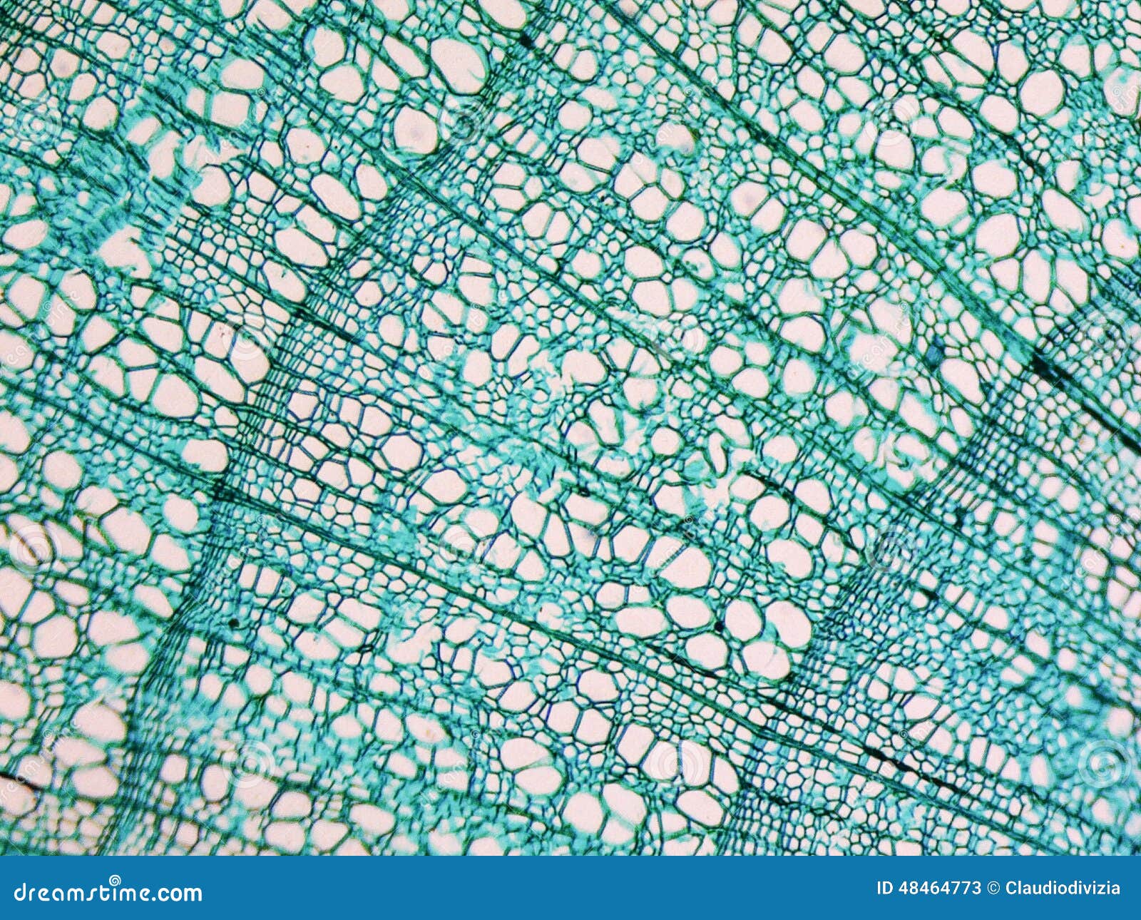 Tilia Stem, Cross Section Of A Basswood Or Linden Stem, 8X Light ...