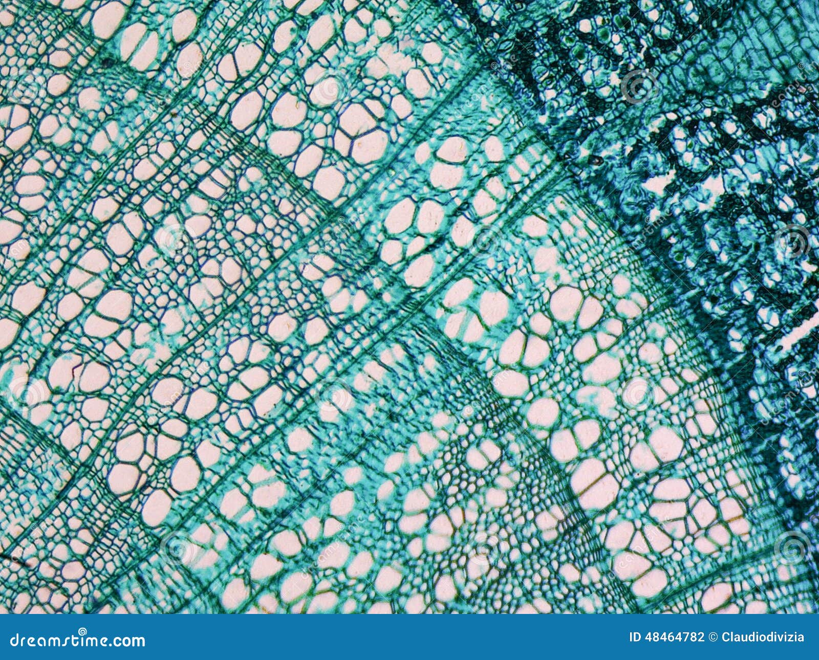 Tilia stem micrograph stock photo. Image of research - 48464782