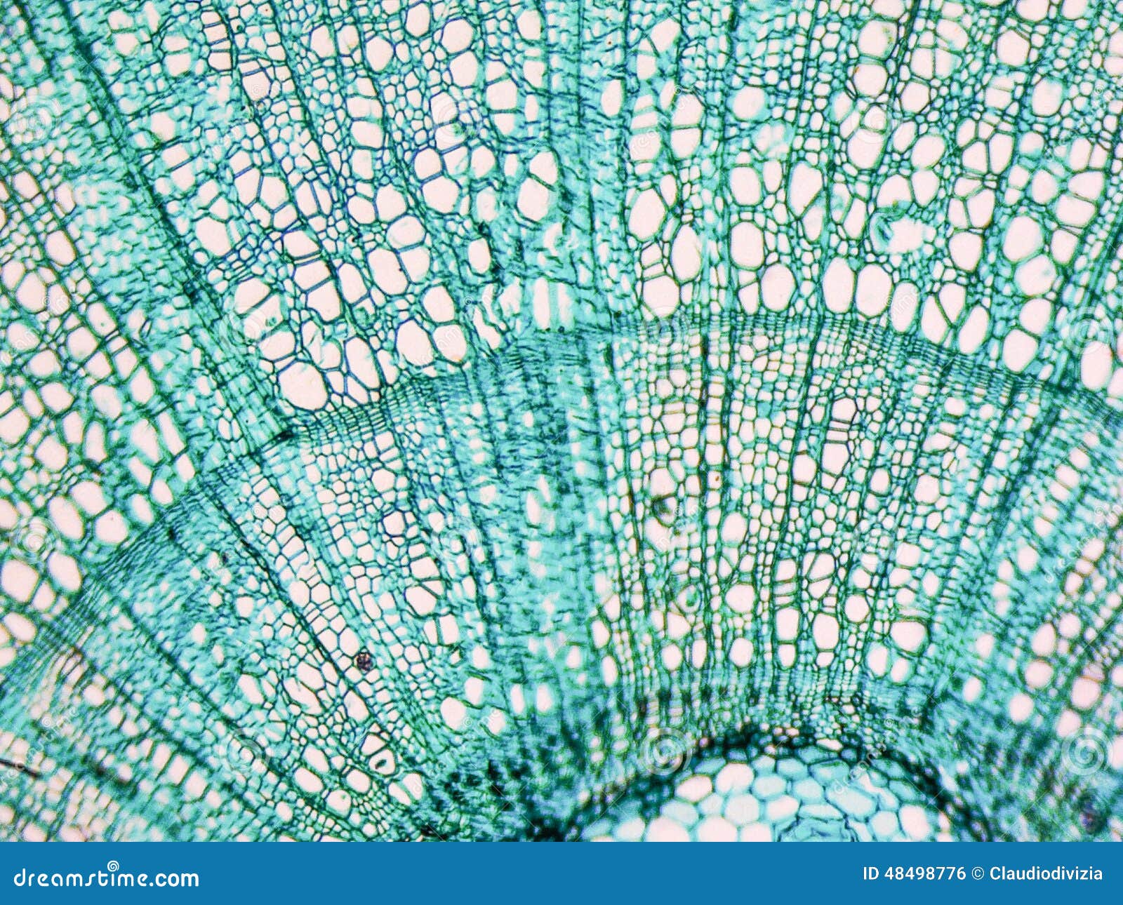 Tilia stem micrograph stock photo. Image of detail, light - 48498776