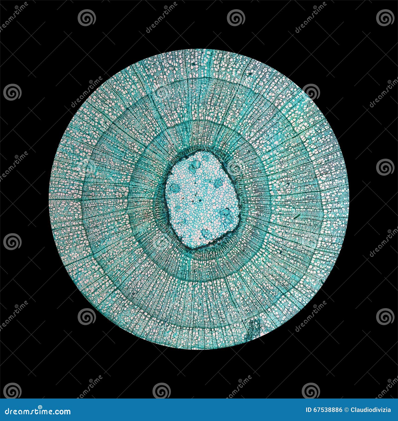 Tilia stem micrograph stock photo. Image of phloem, graph - 67538886