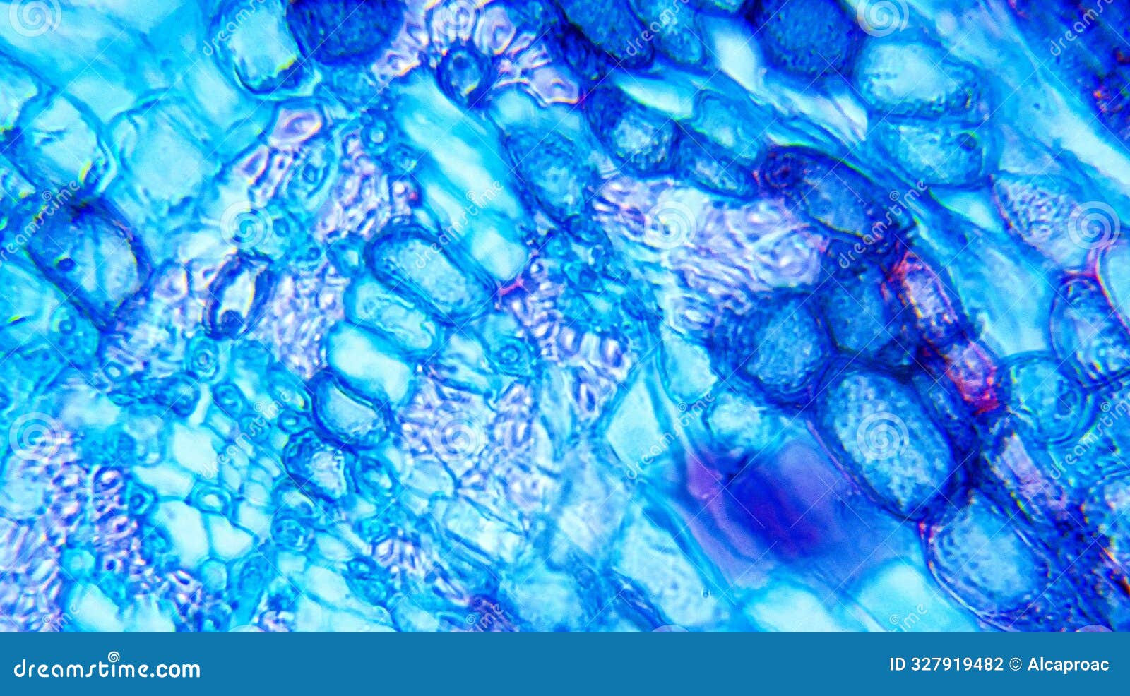 Tilia Stem stock photo. Image of concepts, composition - 327919482