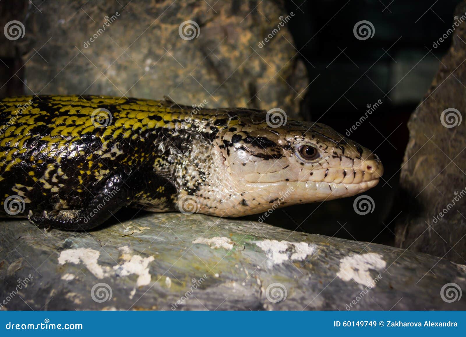 Tiliqua Scincoides Or Skink Blue Tongue Royalty-Free Stock Photography ...