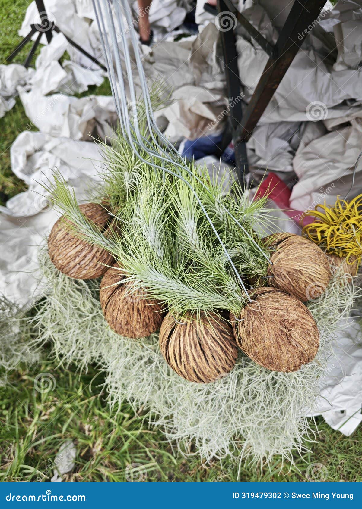 Tillandsia Air Plant in Coconut Husk Shell. Stock Photo - Image of ...