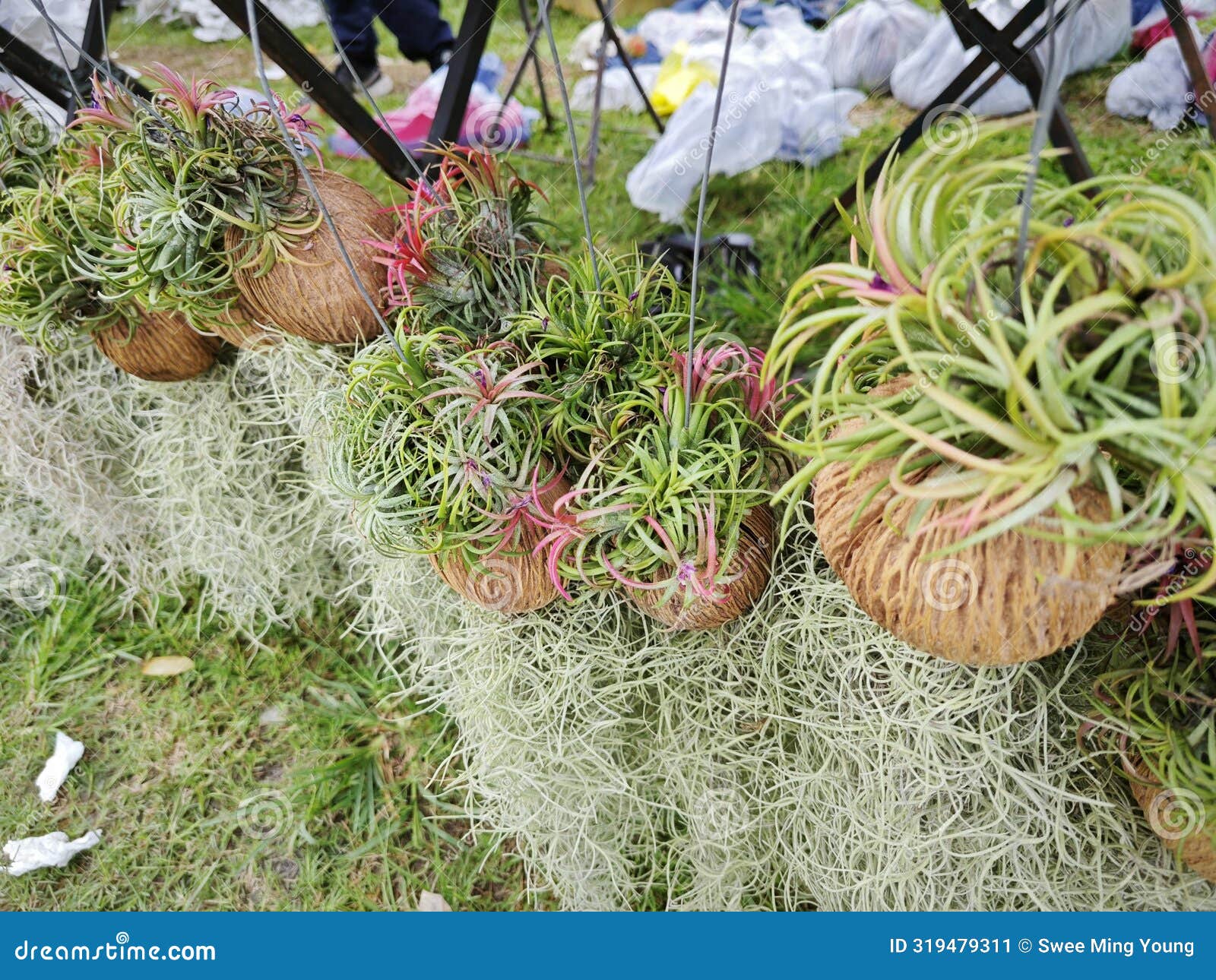 Tillandsia Air Plant in Coconut Husk Shell. Stock Image - Image of ...