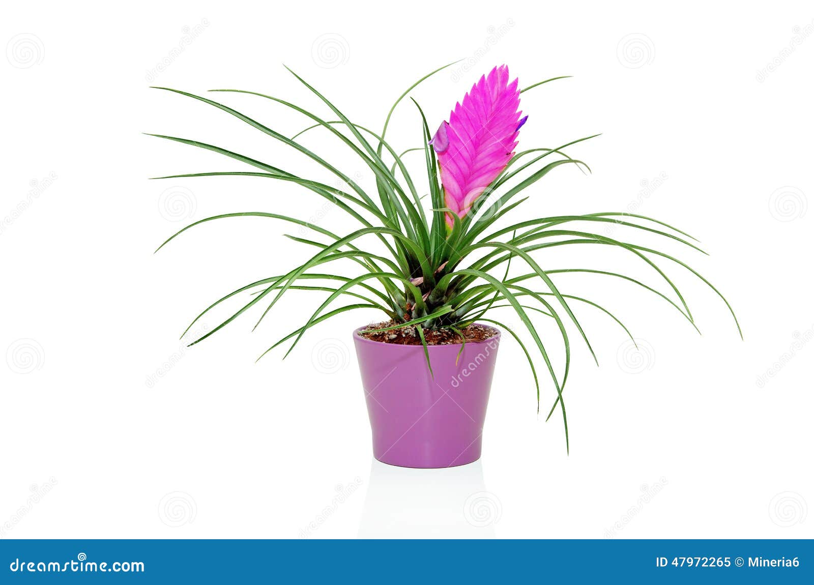 Tillandsia Cyanea Flower Isolated on White. Stock Image - Image of ...