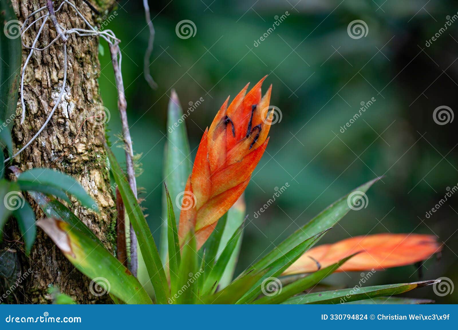Tillandsia Multicaulis Plant on a Tree Stock Photo - Image of green ...