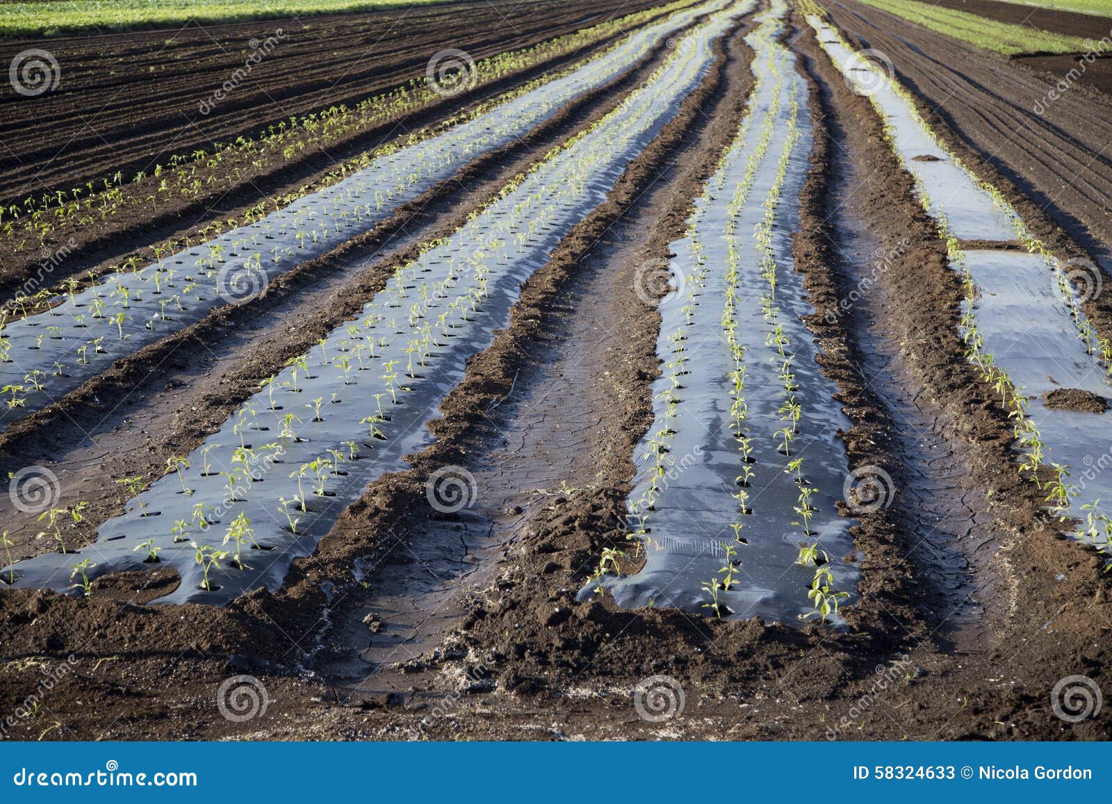 Tilled Soil on Farm stock image. Image of farming, production - 58324633
