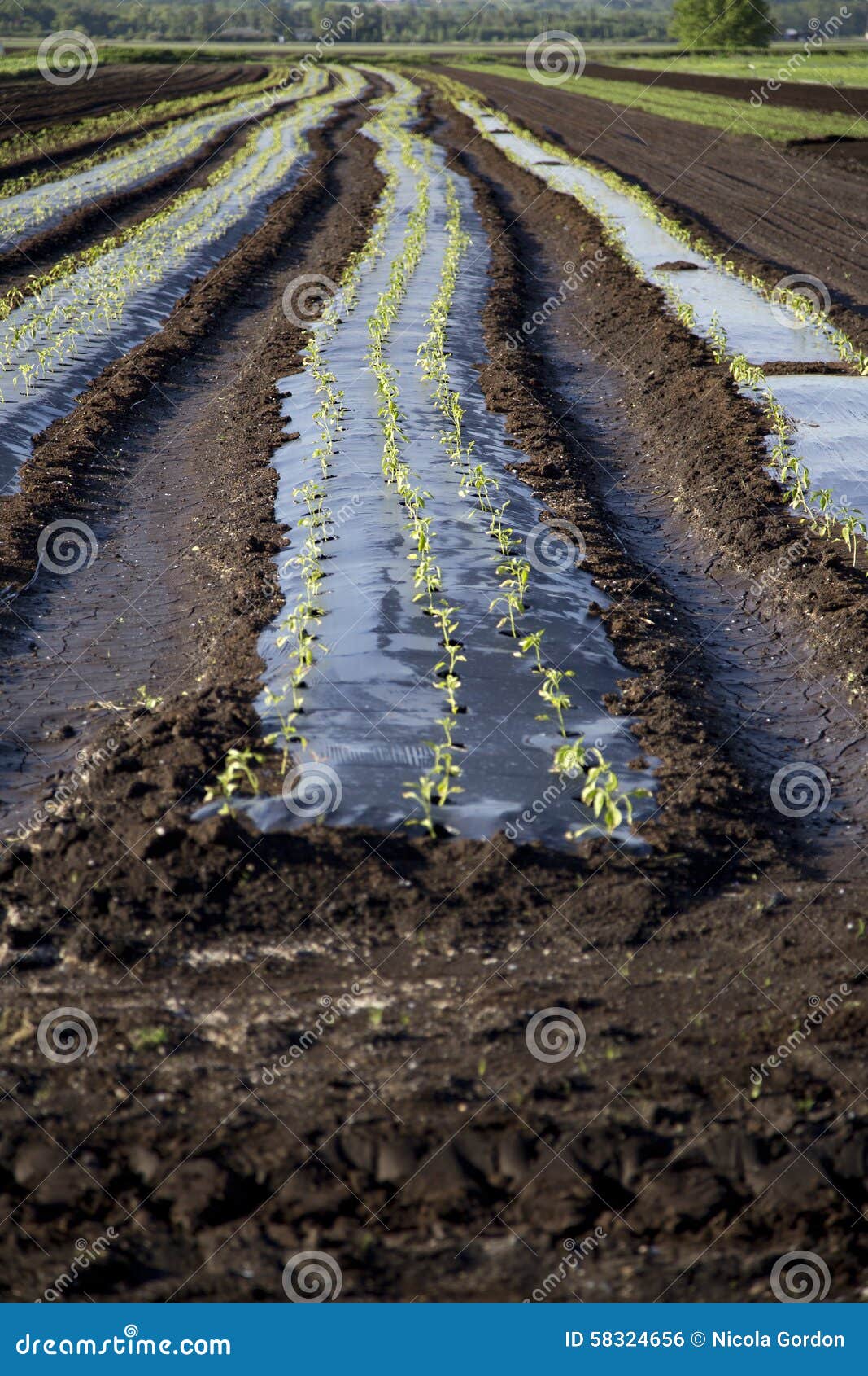 Tilled Soil on Farm stock photo. Image of agriculture - 58324656