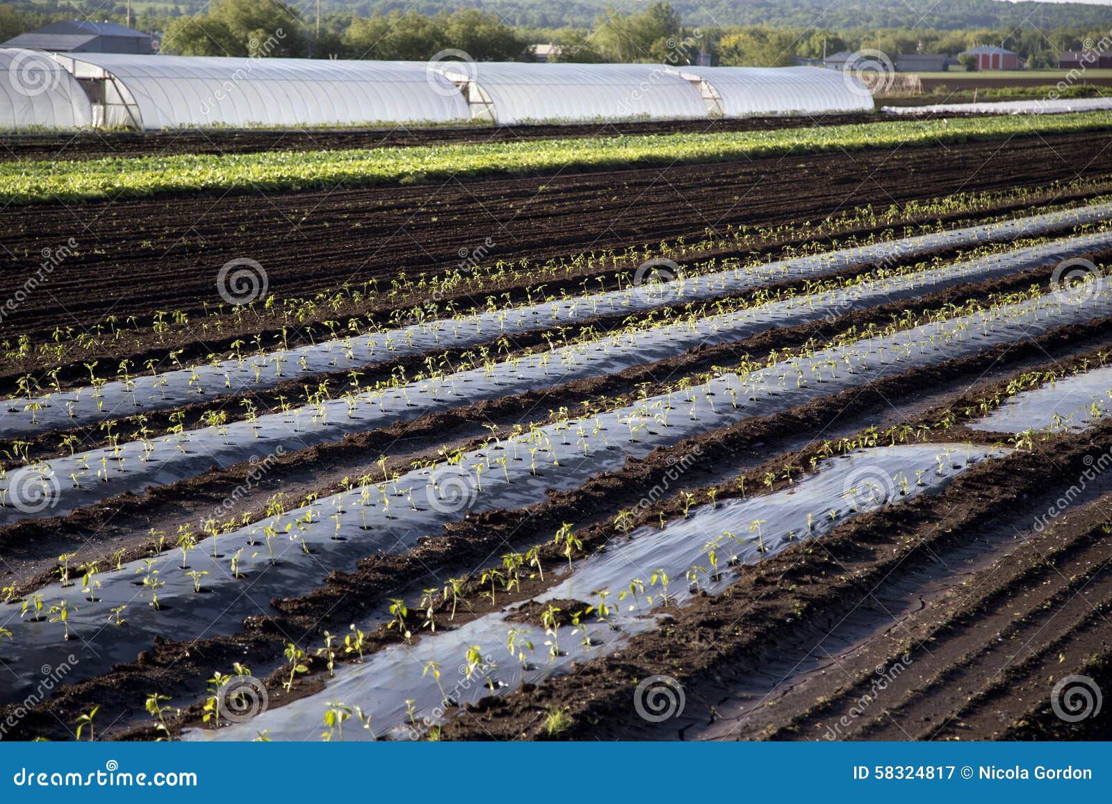 Tilled Soil on Farm stock image. Image of soil, food - 58324817