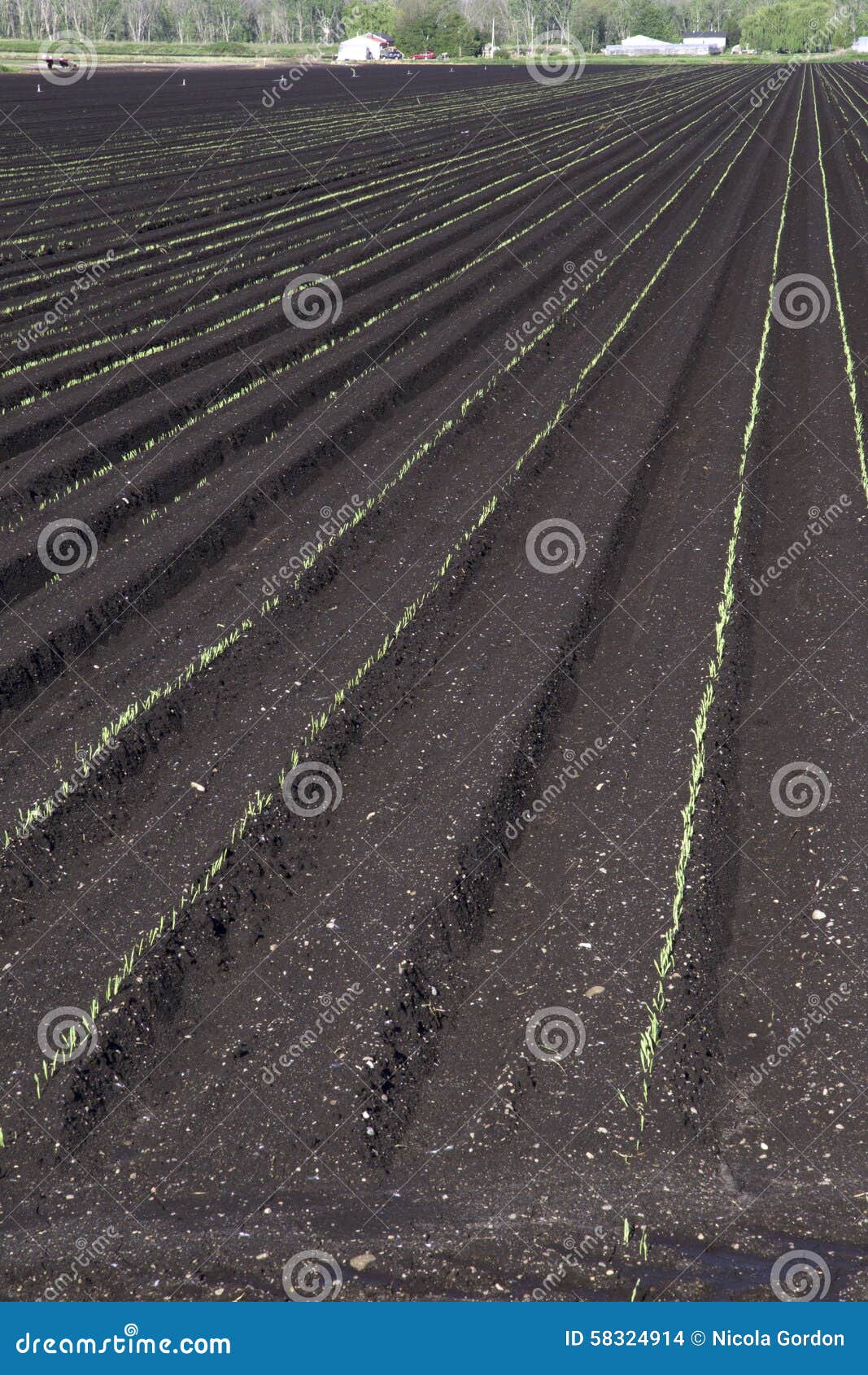 Tilled Soil on Farm stock photo. Image of agriculture - 58324914