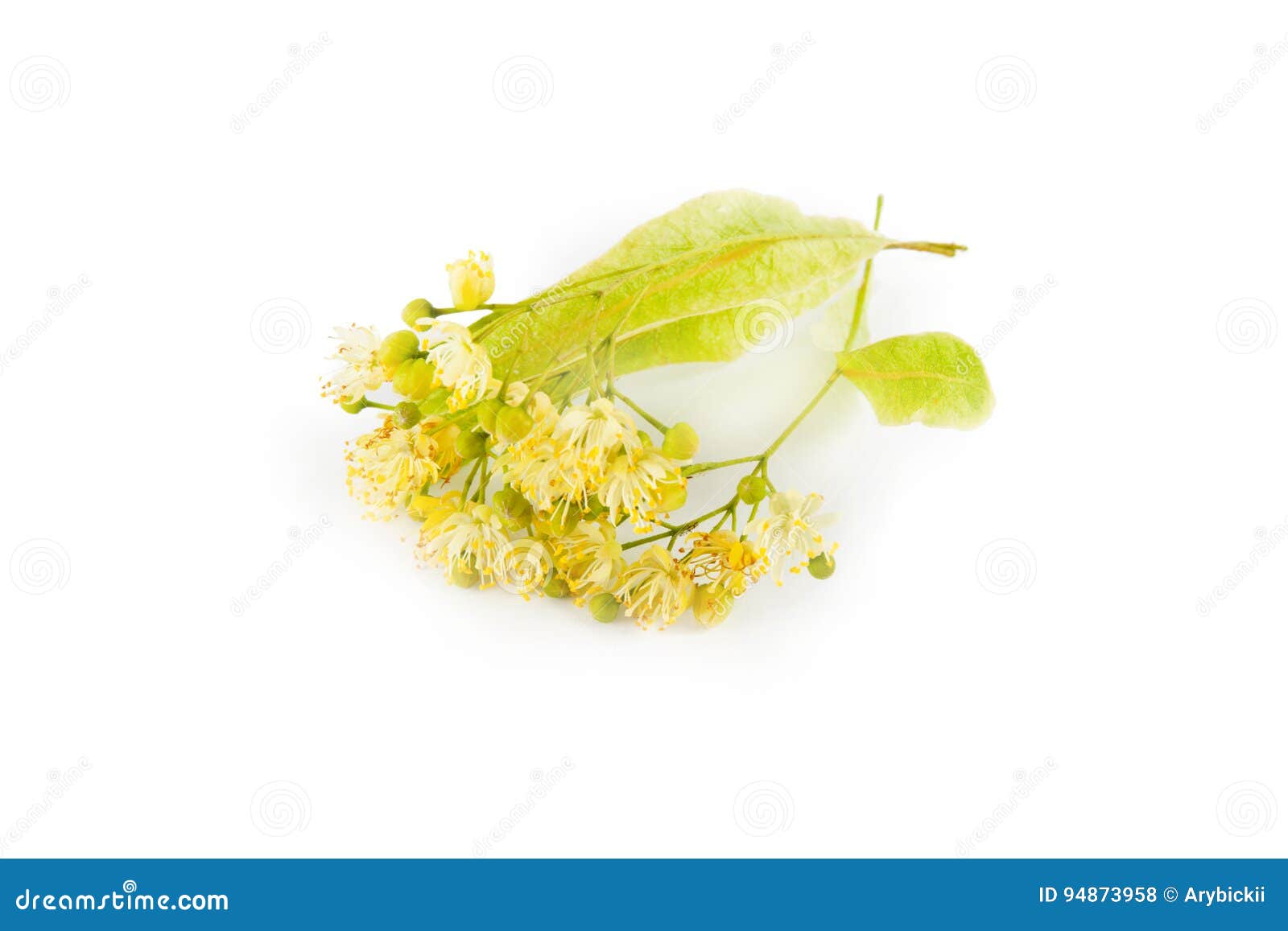 Tilo del flor aislado foto de archivo. Imagen de fresco - 94873958