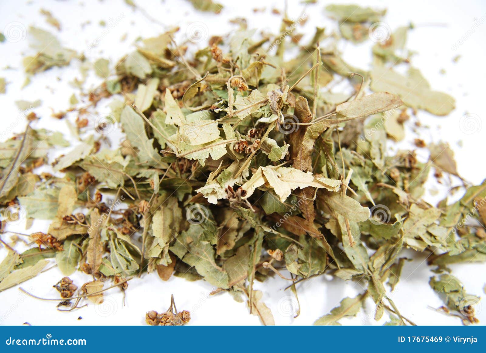 Tilo secado imagen de archivo. Imagen de fondo, blanco - 17675469