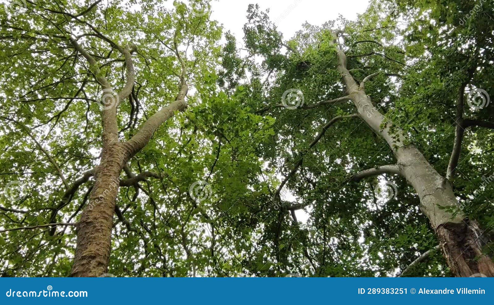 Tilt Pan Shot on the Right of Trees Stock Video - Video of wood ...