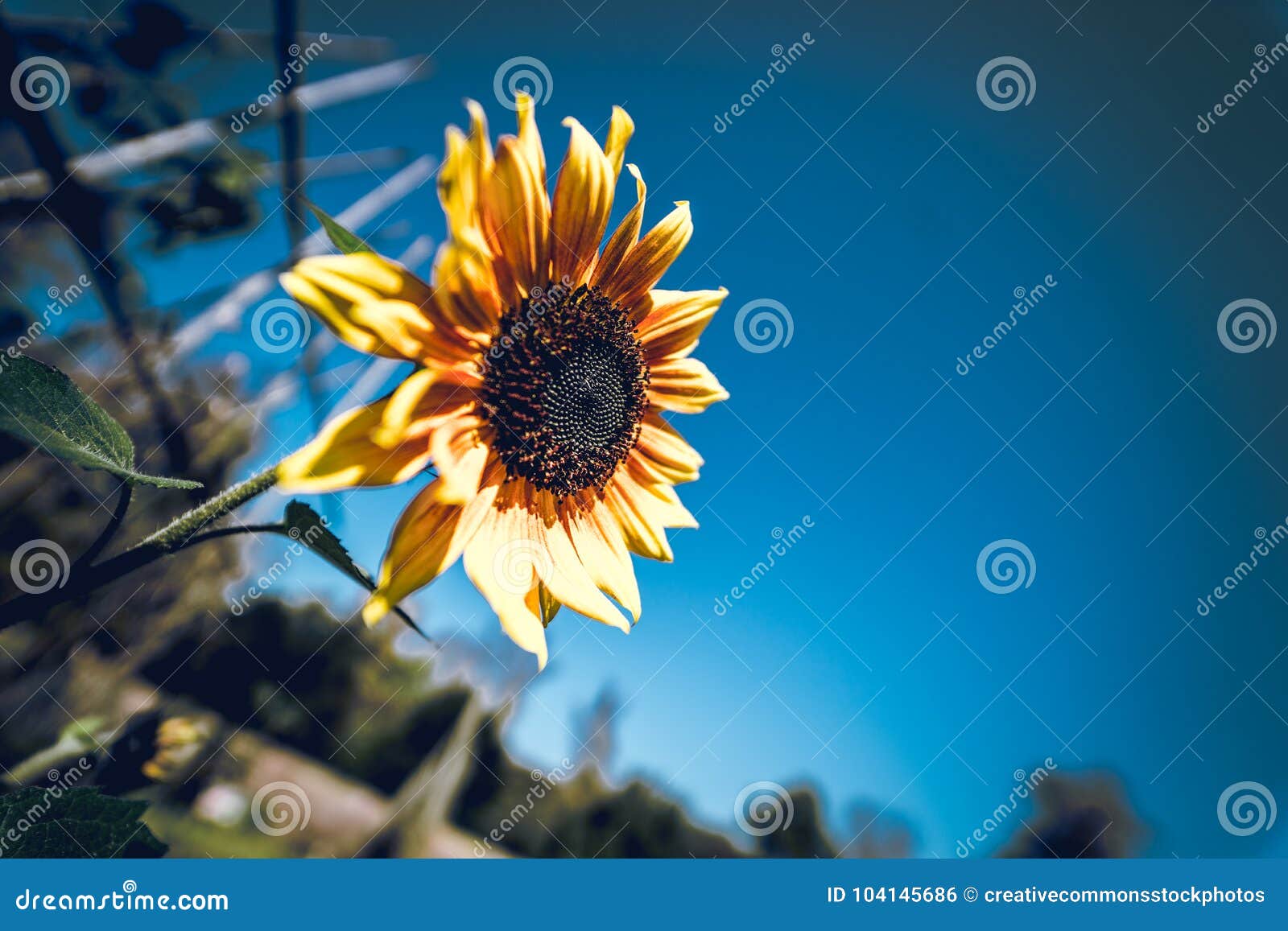 Tilt Shift Photography Of Sunflower Picture. Image: 104145686
