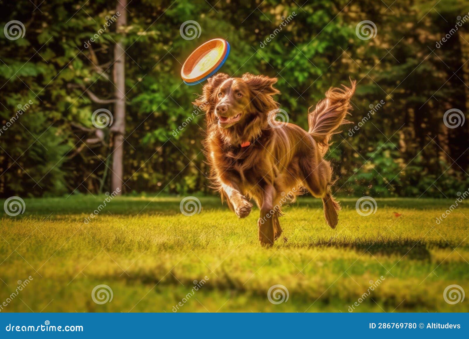 Tilted Angle of Dog and Frisbee, Capturing Motion Stock Photo - Image ...