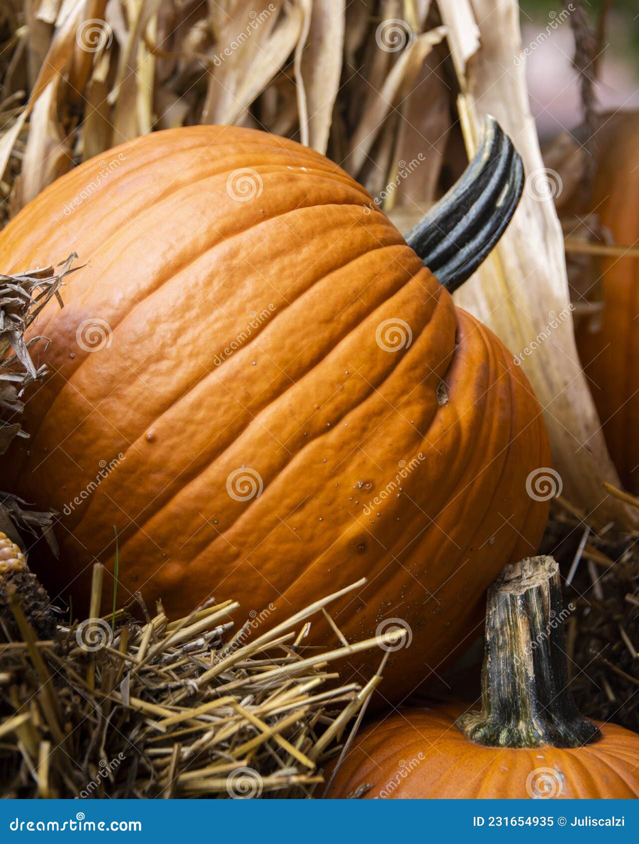 Tilted Pumkin stock image. Image of organic, orange - 231654935