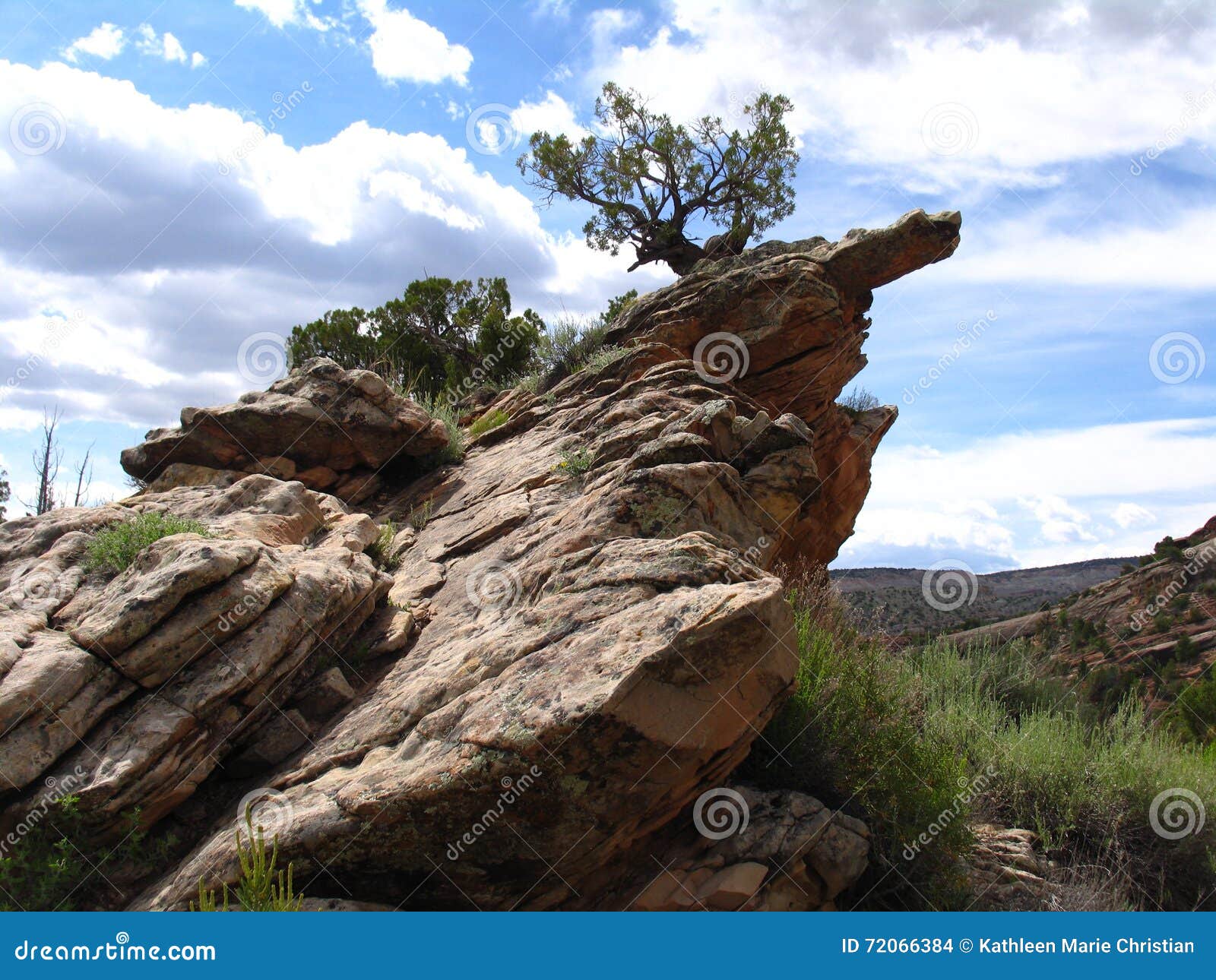 Tilted Rock and Tree stock photo. Image of shrubs, desert - 72066384