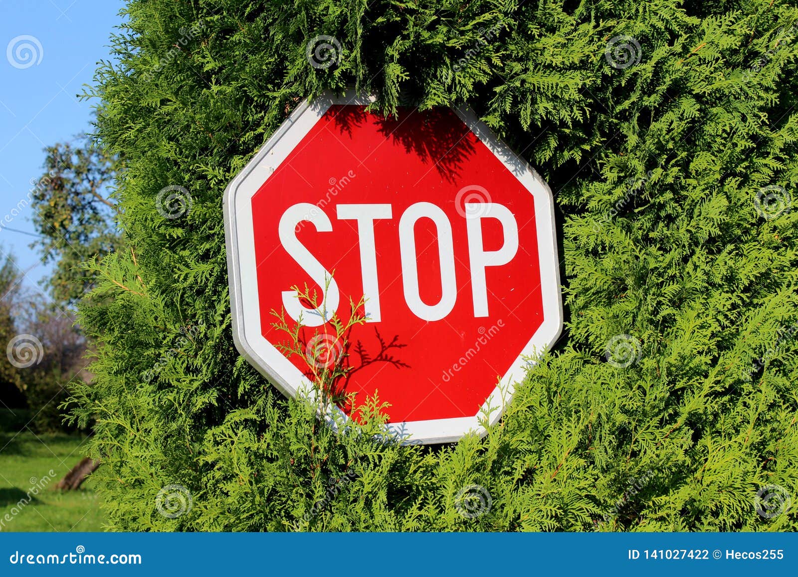 Tilted Stop Road Sign Completely Surrounded with Very Dense Light Green ...