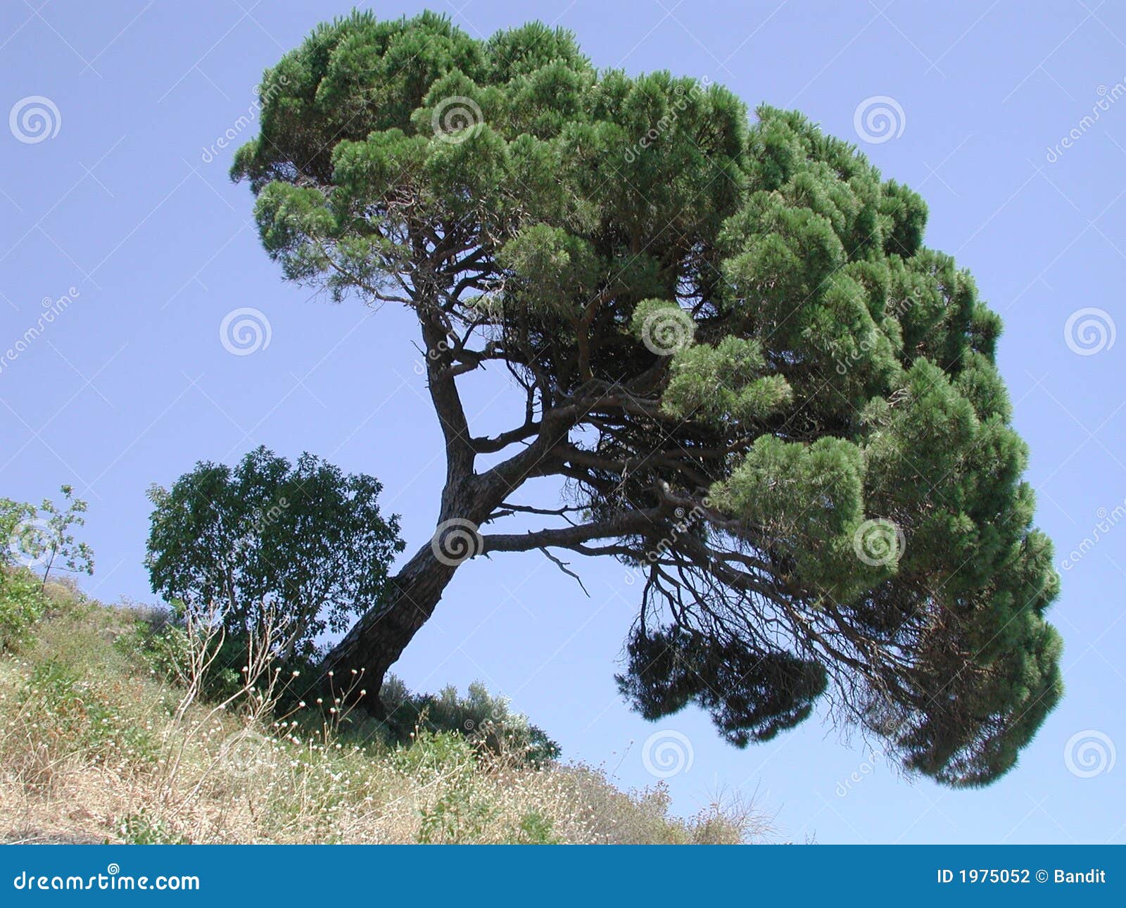Tilted Tree Stock Photography - Image: 1975052