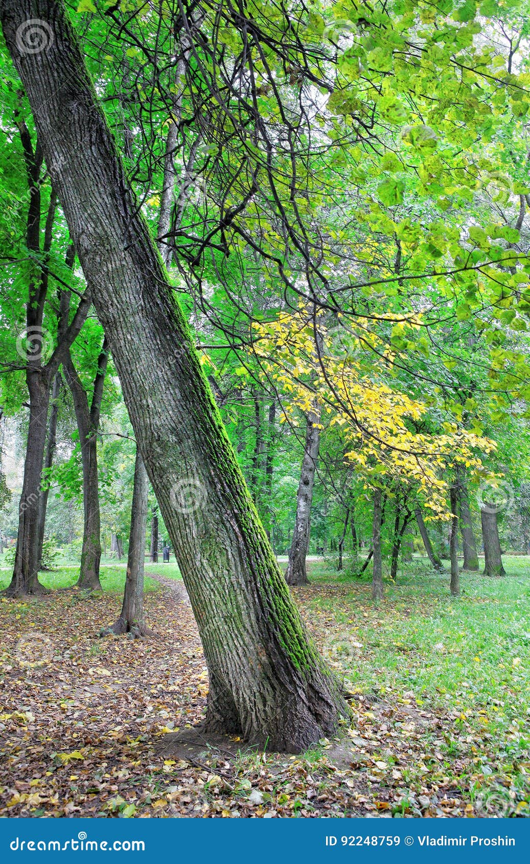 Tilted tree in autumn park stock image. Image of nature - 92248759