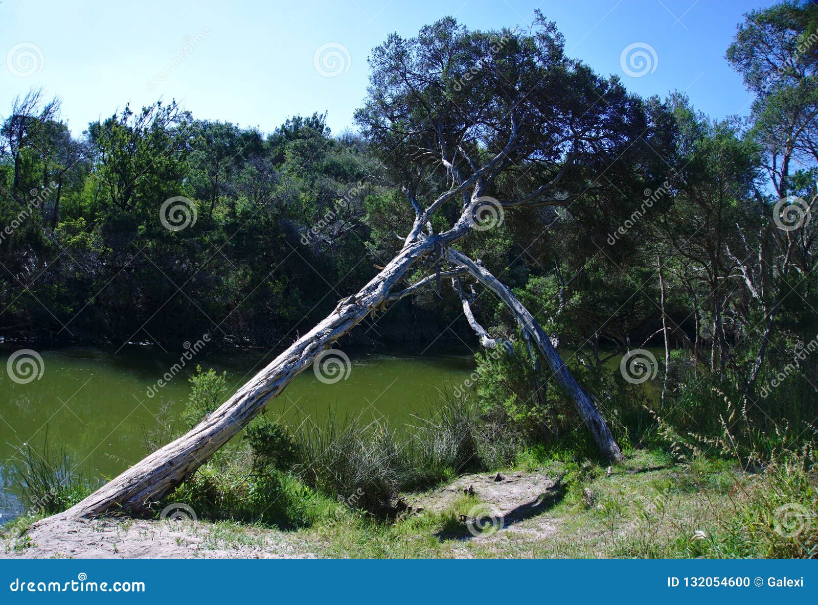 Tilted tree by creek stock photo. Image of growth, rural - 132054600