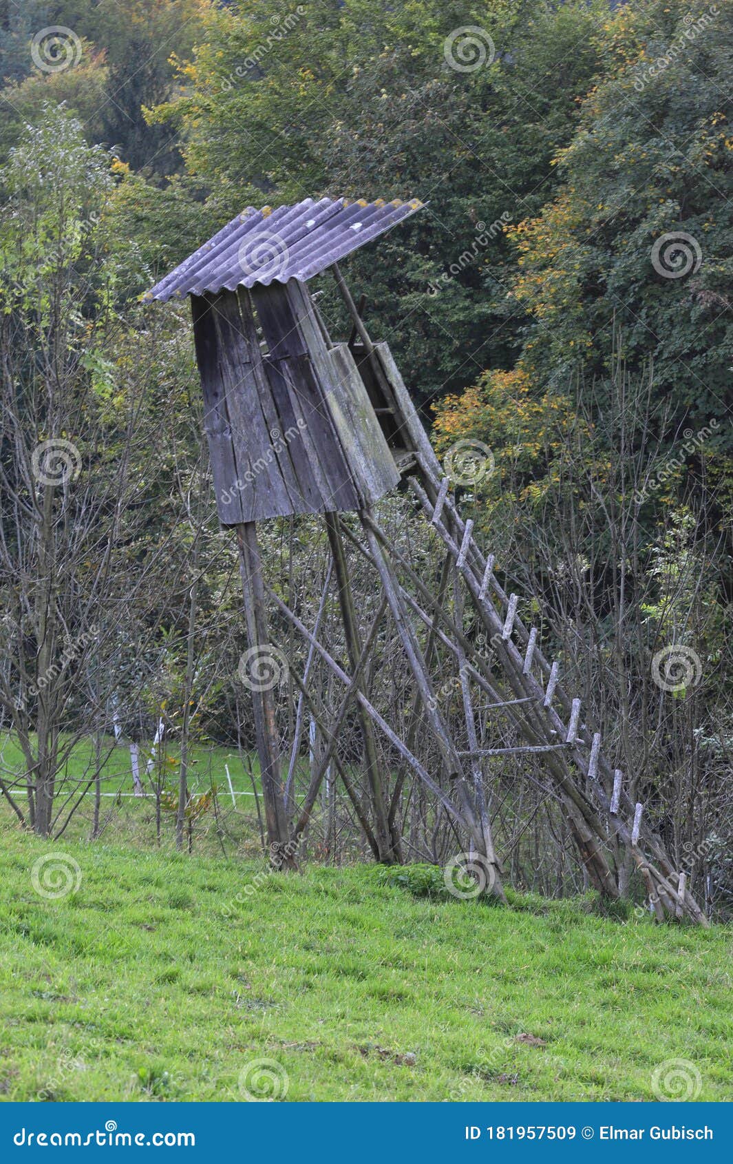 Tilted Tree Stand Near Forest Stock Image - Image of forestry, ranger ...