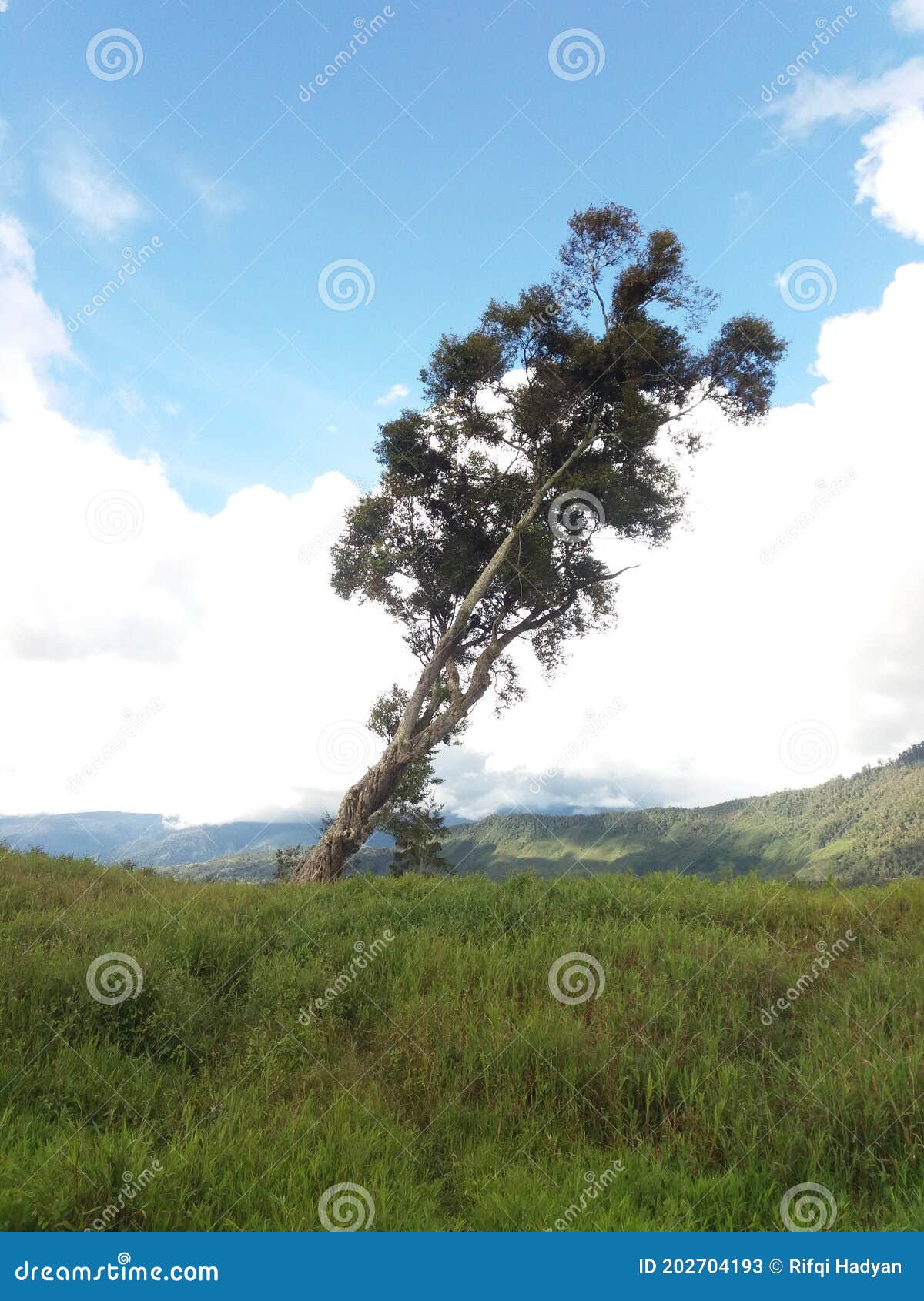 Tilted tree stock image. Image of green, reflection - 202704193