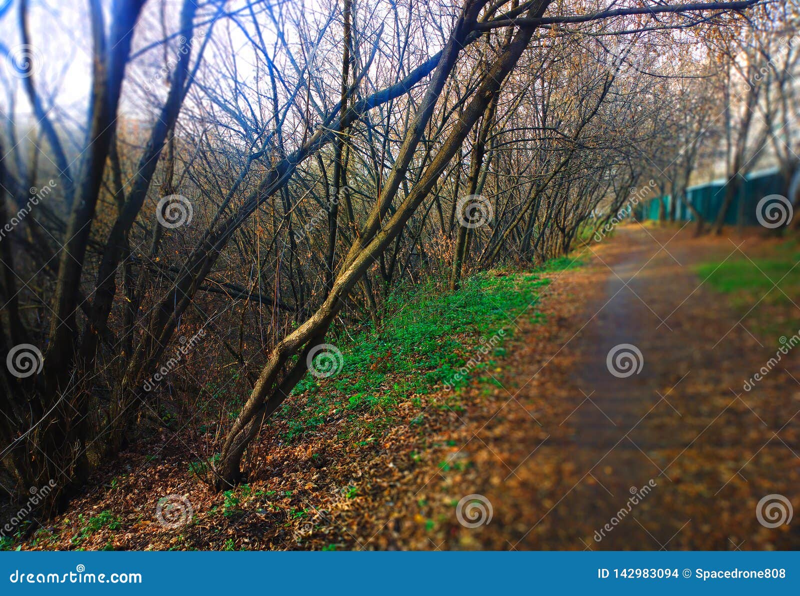 Tilted Trees on Park Alley Landscape Background Stock Photo - Image of ...