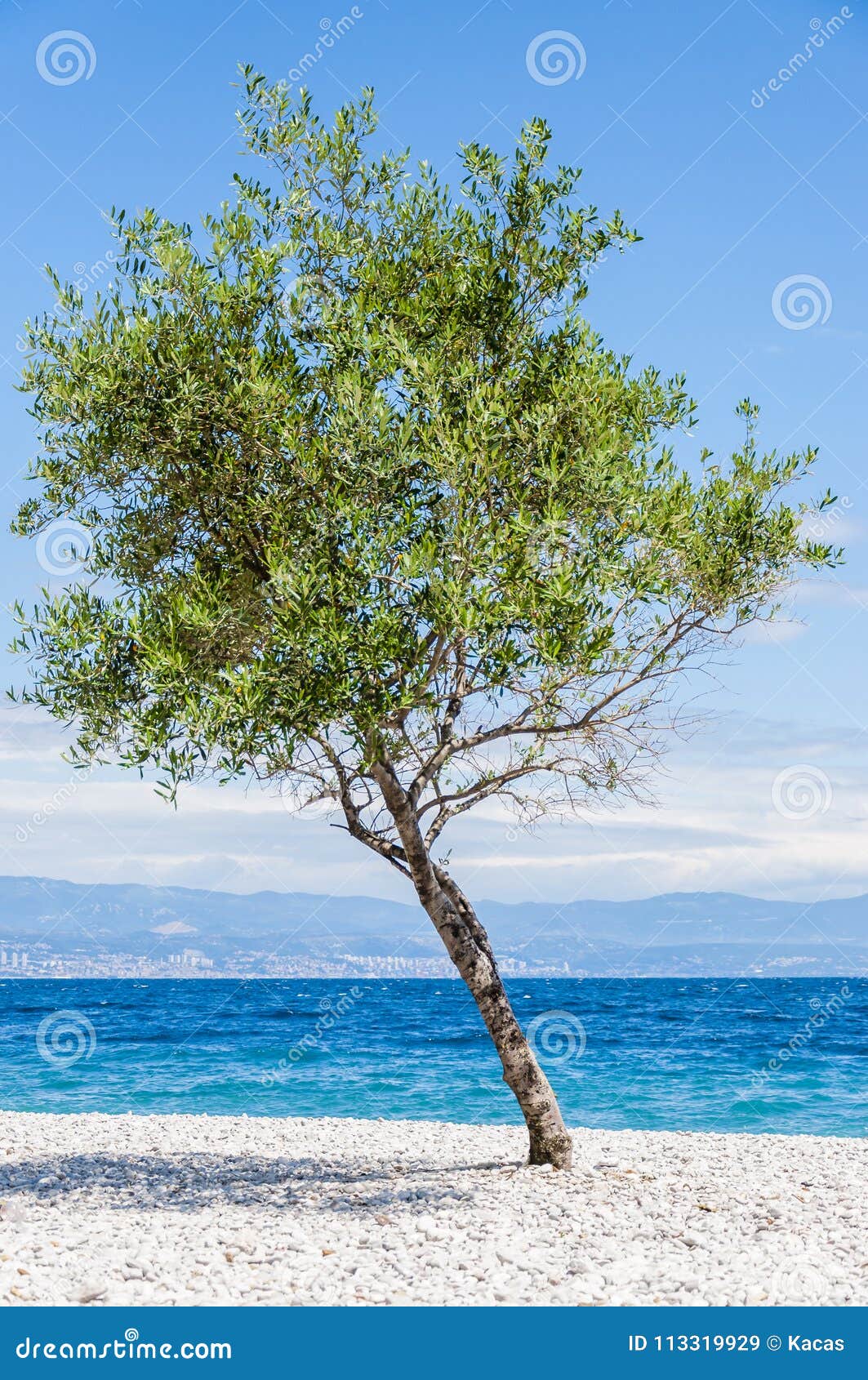 Young Olive Tree on Adriatic Sea Pebble Beach Stock Image - Image of ...