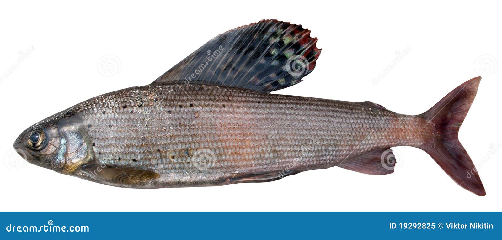 Timalo (pallasi ártico De Thymallus) Imagem de Stock - Imagem de ...