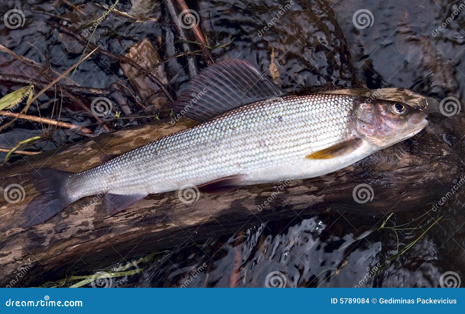 Timalo (thymallus De Thymallus) Foto de Stock - Imagem de peixes ...