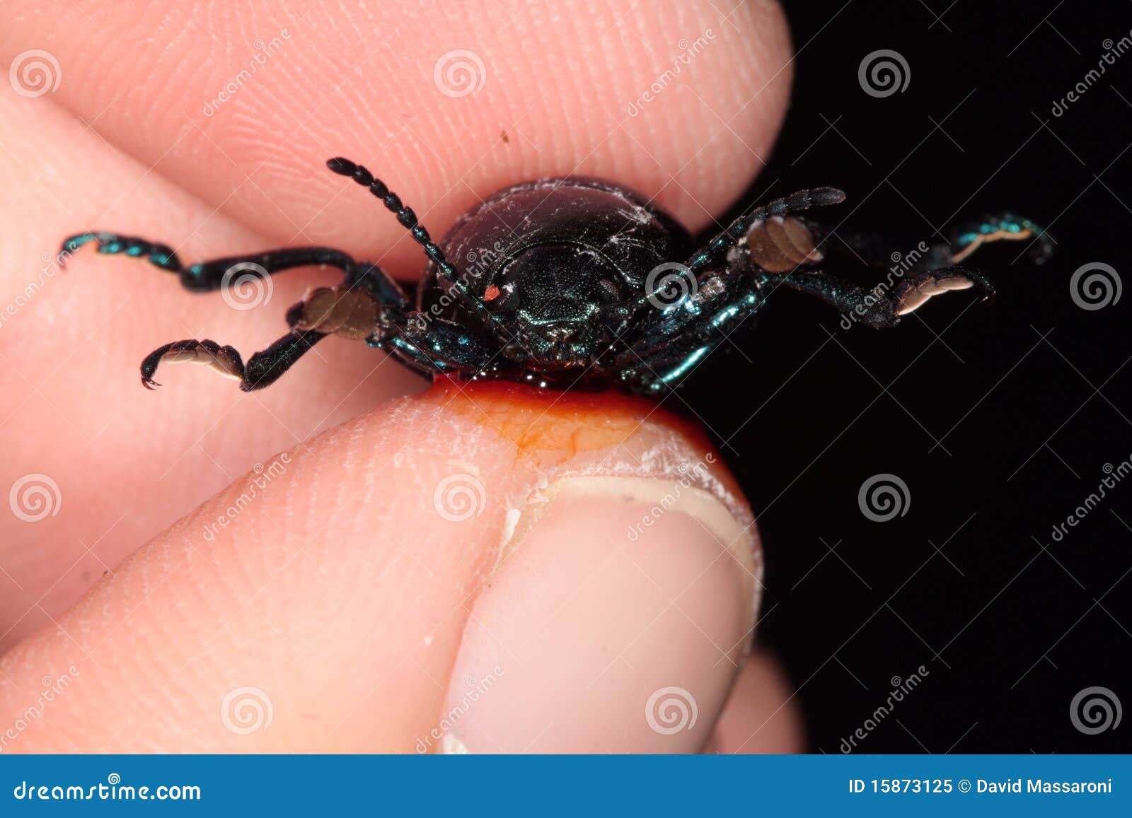 Timarcha tenebricosa stock image. Image of nosed, spewing - 15873125