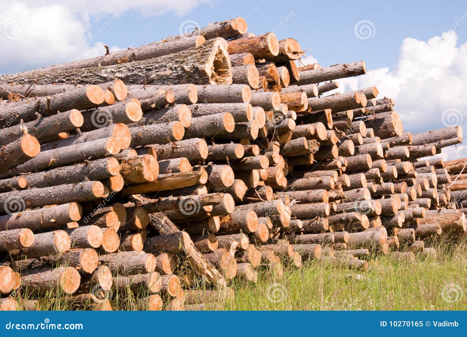Timber stock image. Image of forest, bole, wood, lumber - 10270165