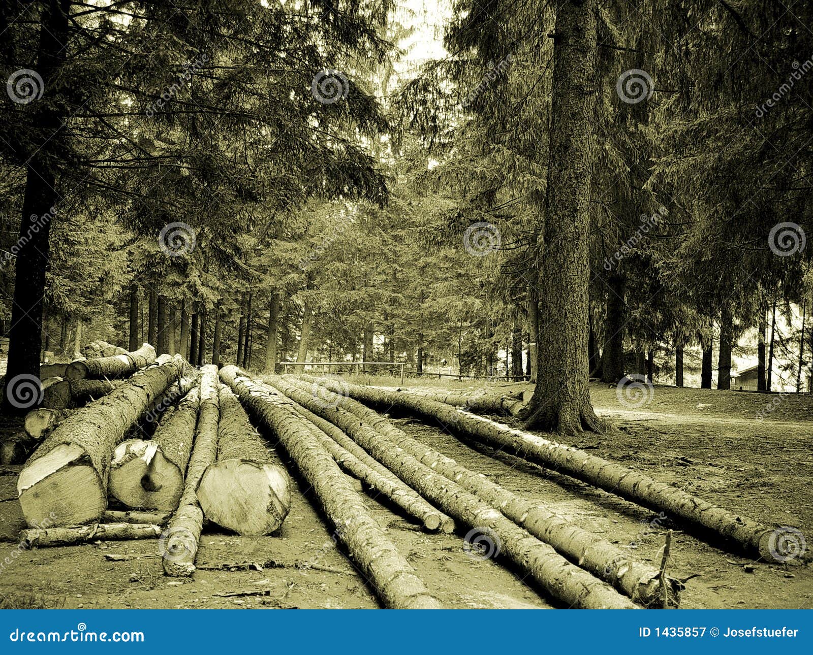 Timber Picture. Image: 1435857