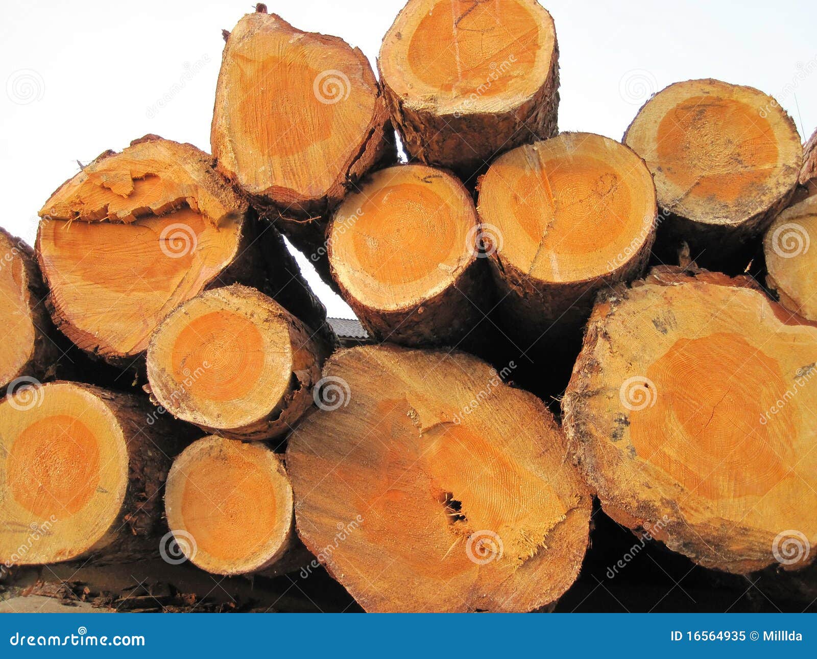 Timber stock image. Image of pattern, trees, wood, background - 16564935