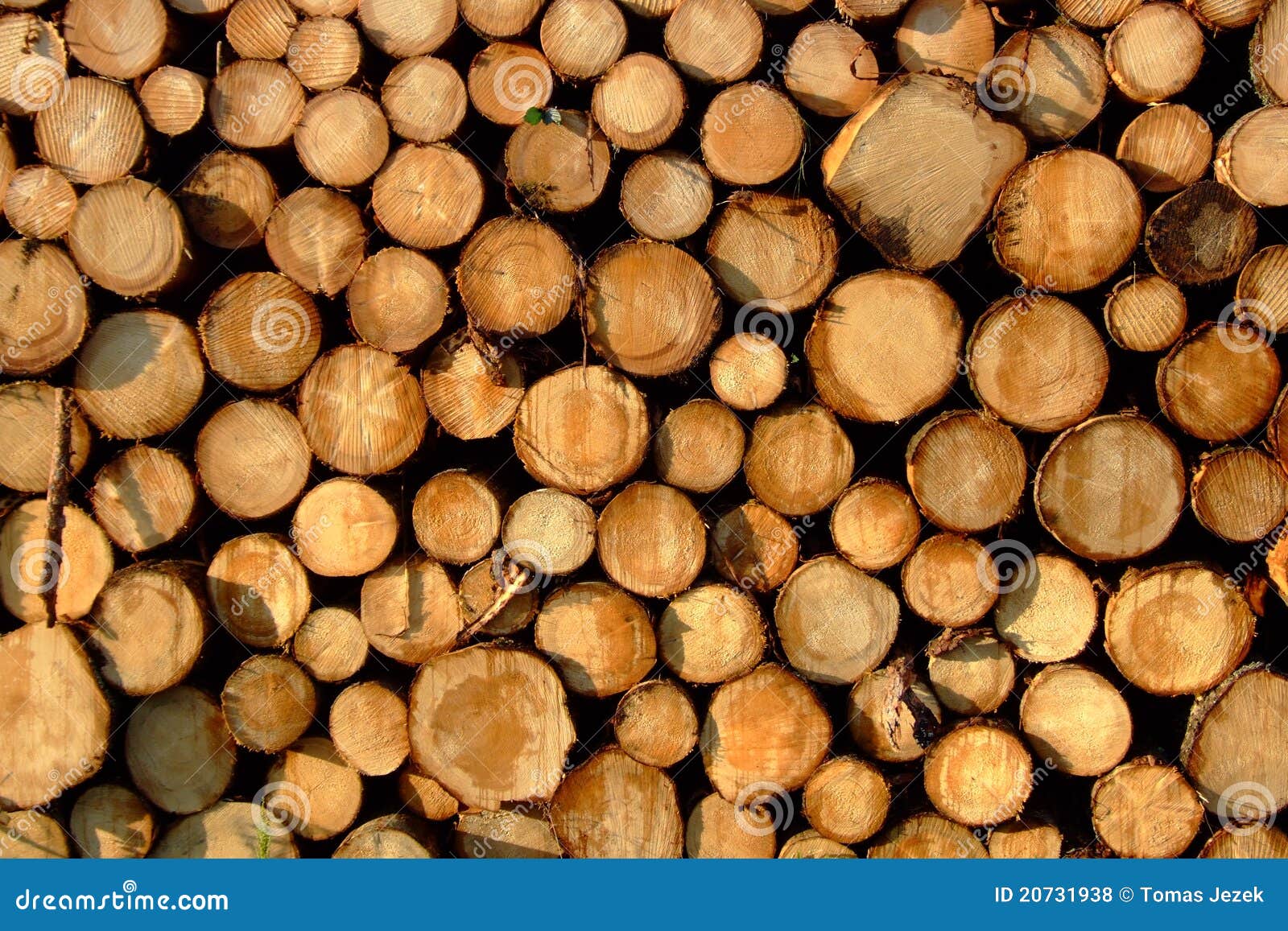 Timber stock photo. Image of industry, golden, pine, detail - 20731938