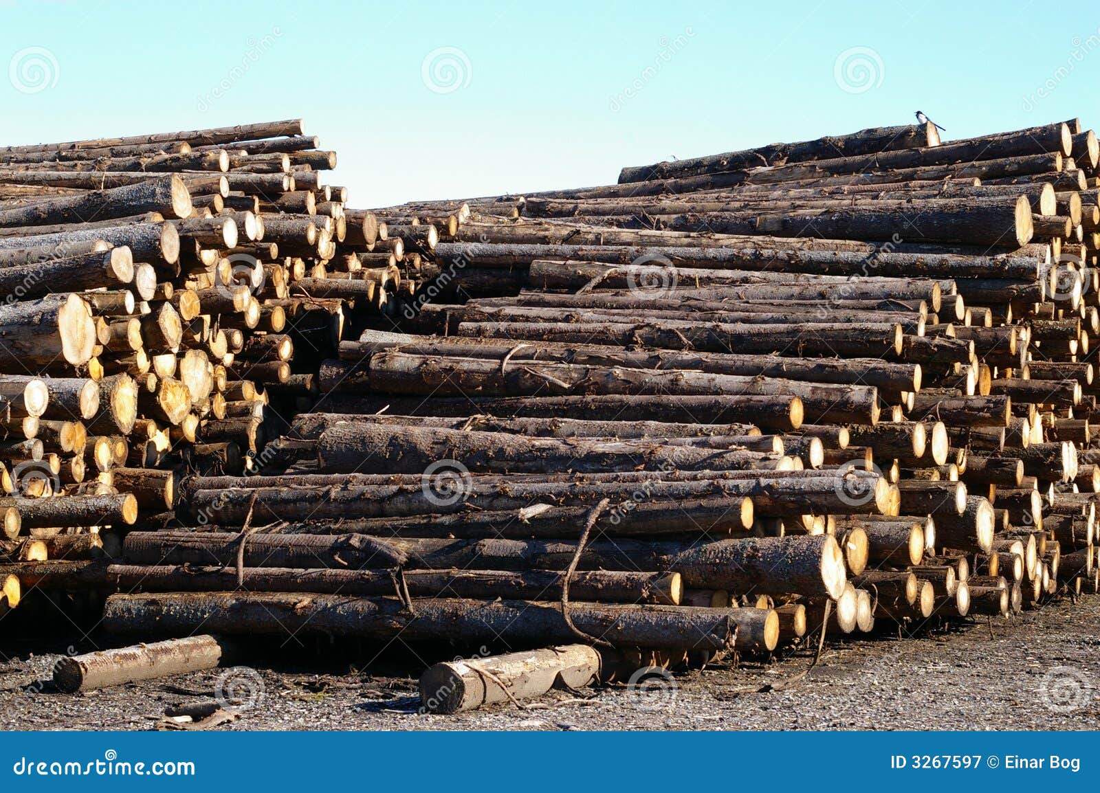 Timber stock image. Image of wood, mill, spruce, texture - 3267597