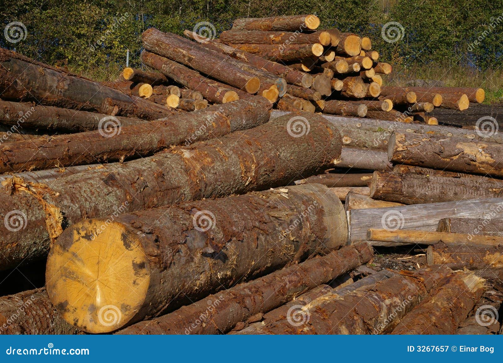Timber stock image. Image of tree, industry, wood, nature - 3267657