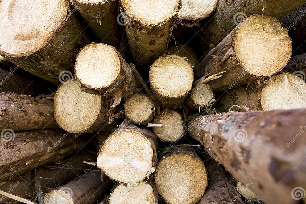 Timber stock image. Image of woodpile, lumberjack, timber - 4822693