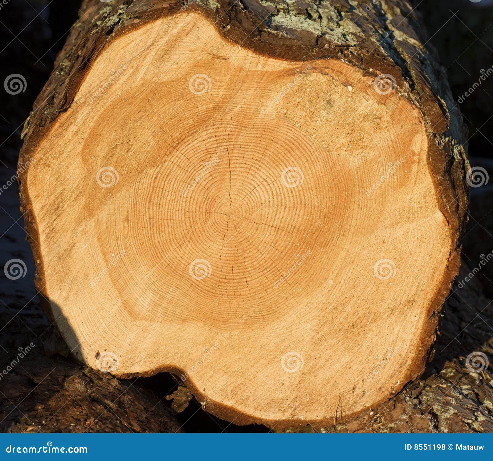 Timber stock photo. Image of trunk, ring, rings, wood - 8551198