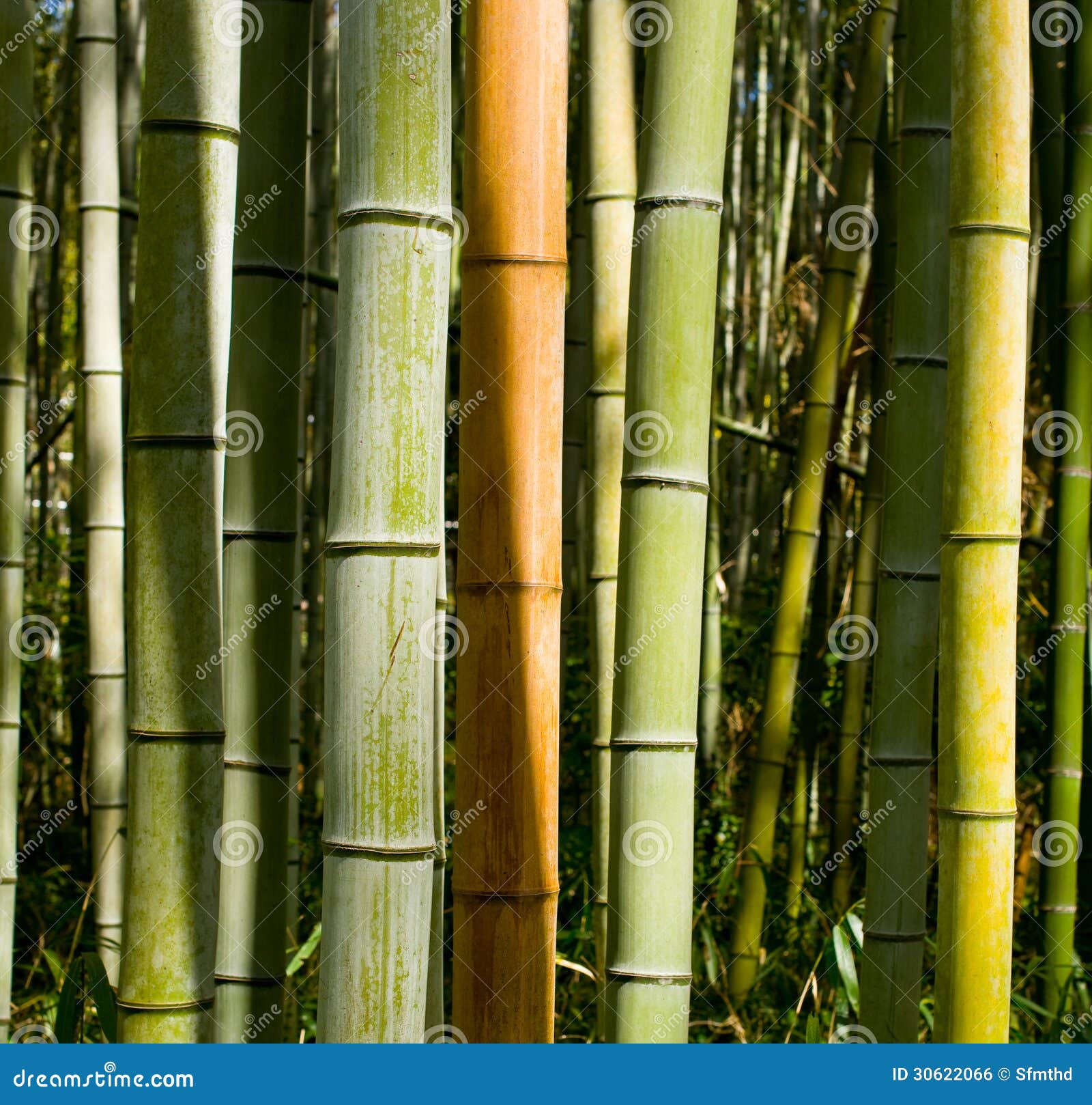 Japanese Timber Bamboo Plant