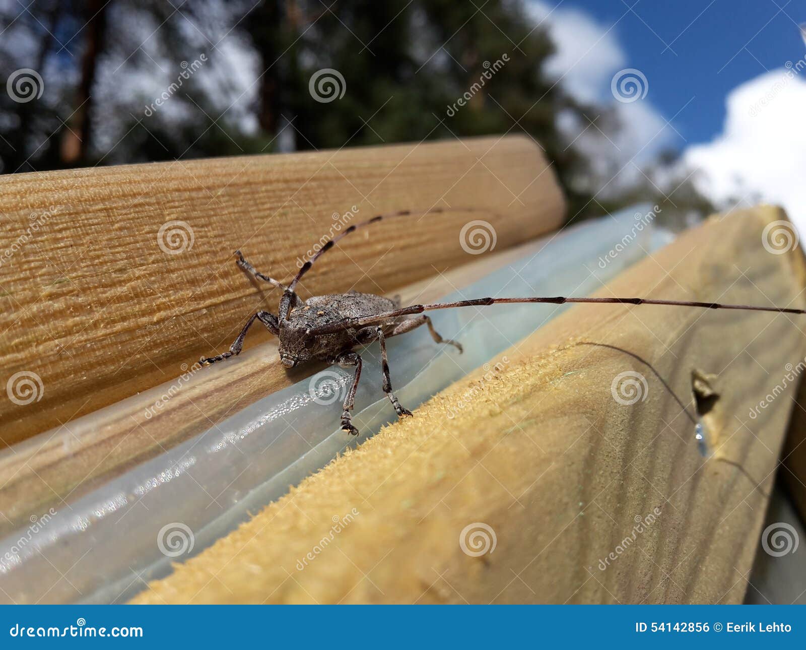 Timber beetle stock photo. Image of antennas, beetle - 54142856