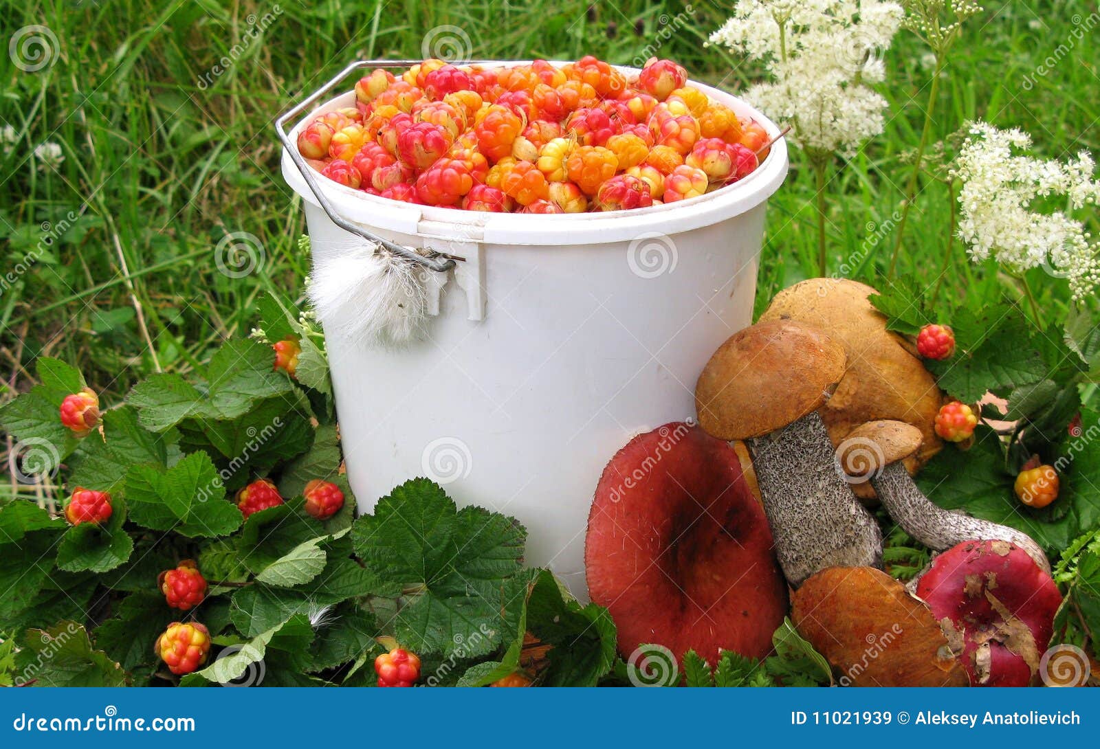 Timber berry stock image. Image of tale, leafy, mysterious - 11021939