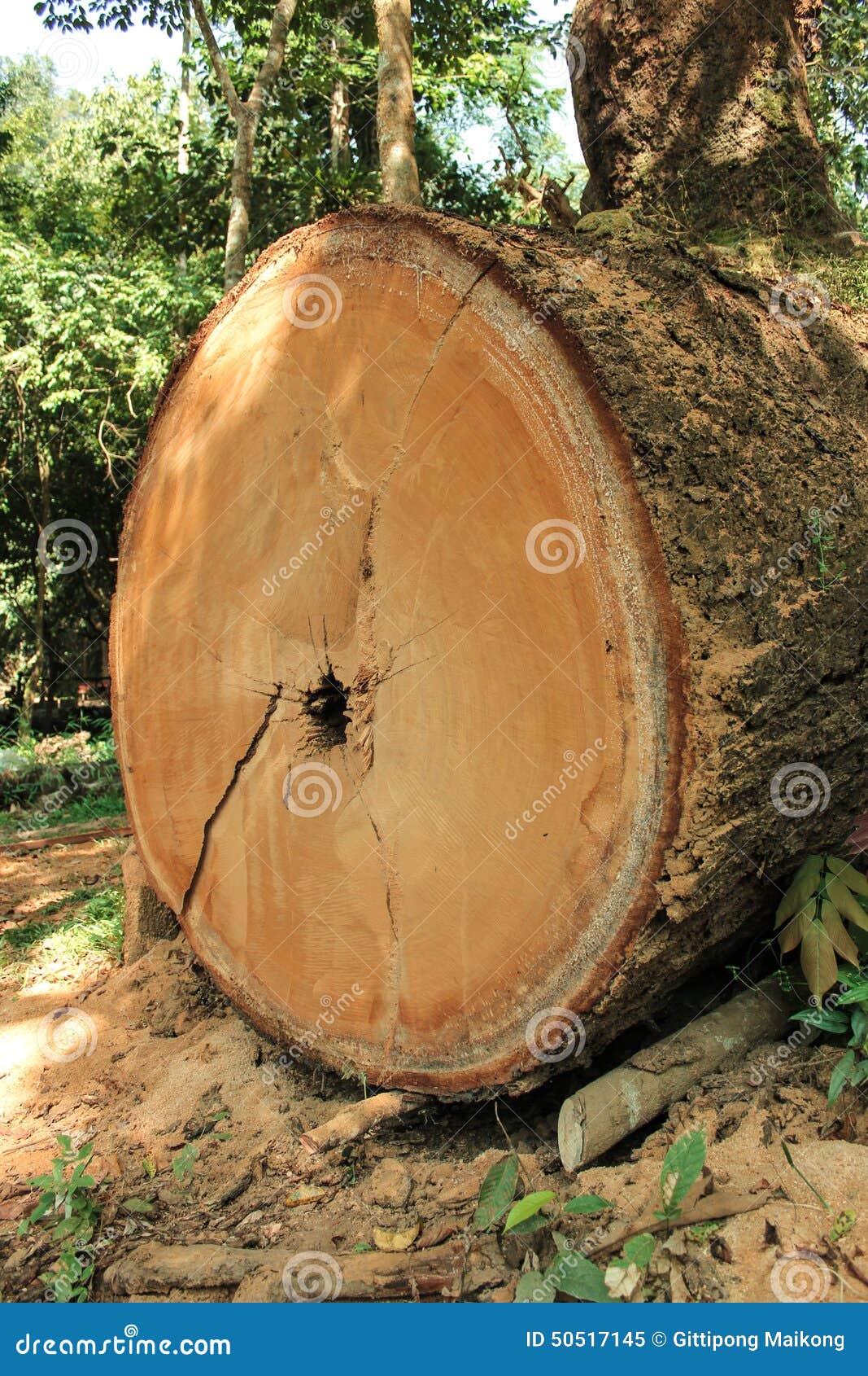 Timber stock image. Image of occupation, nature, hewing - 50517145
