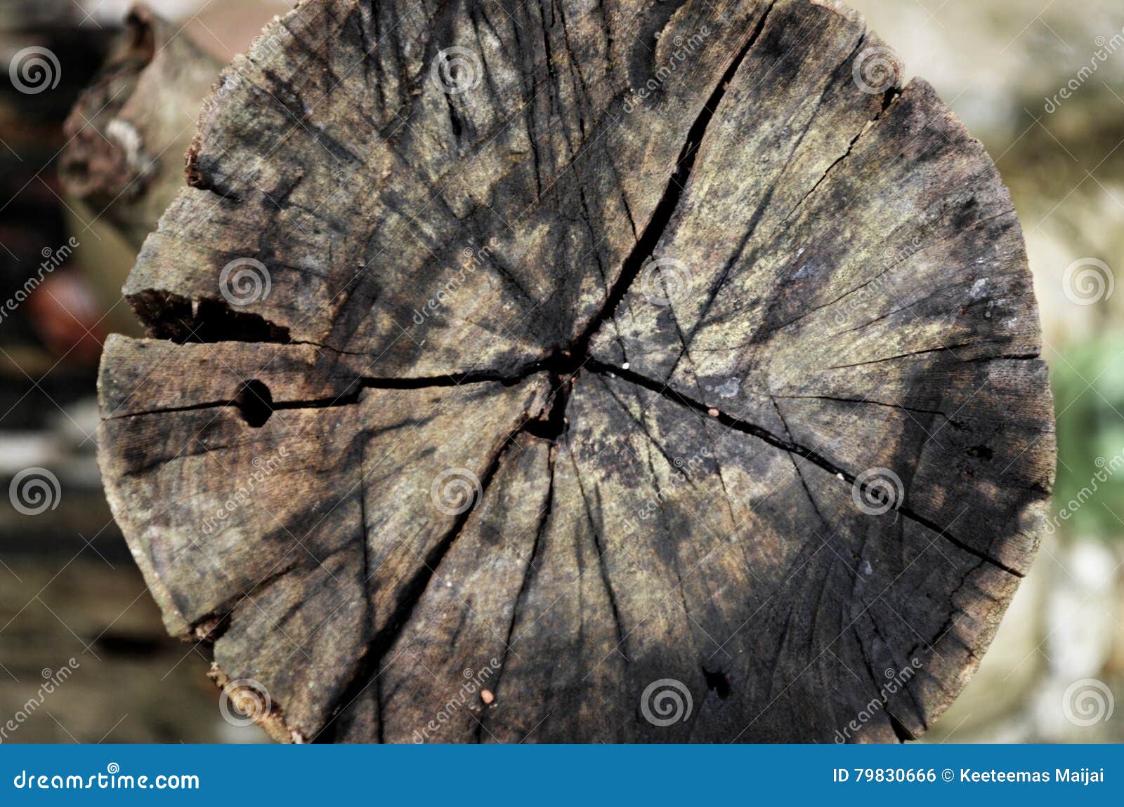 Timber circle. stock photo. Image of circle, organized - 79830666