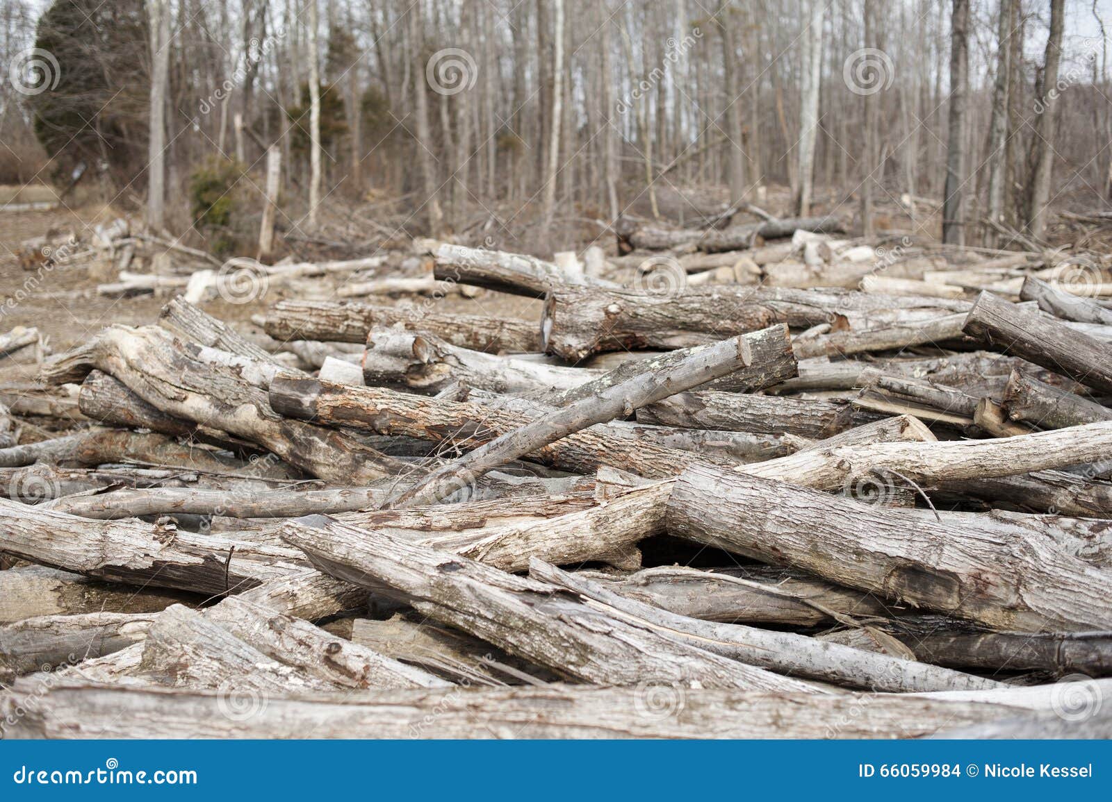 Timber Clearing with Woods in Background Stock Photo - Image of rough ...
