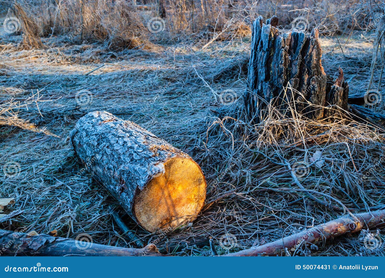 Timber, covered with frost stock image. Image of fairytale - 50074431