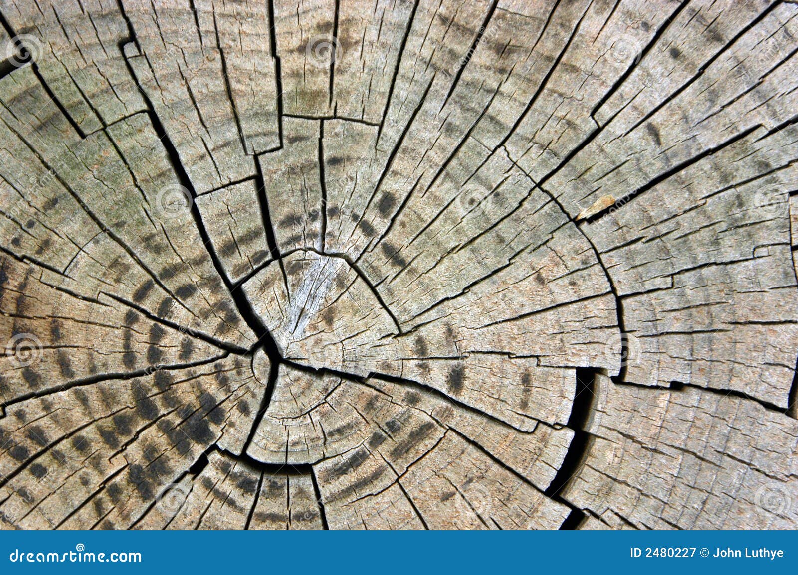 Timber Cross Section stock image. Image of lumber, cross - 2480227