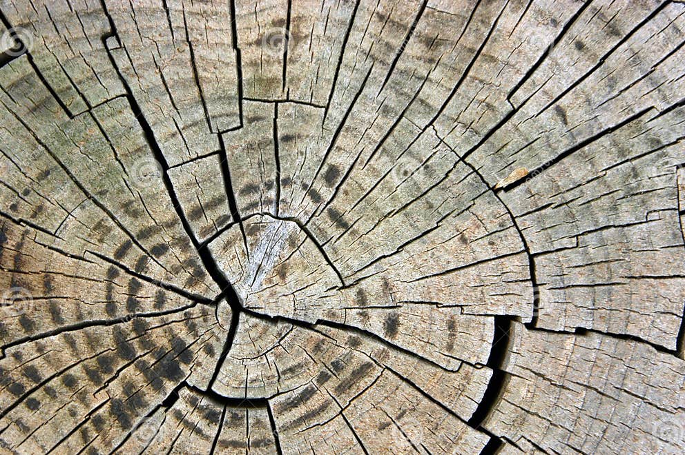 Timber Cross Section stock image. Image of lumber, cross - 2480227