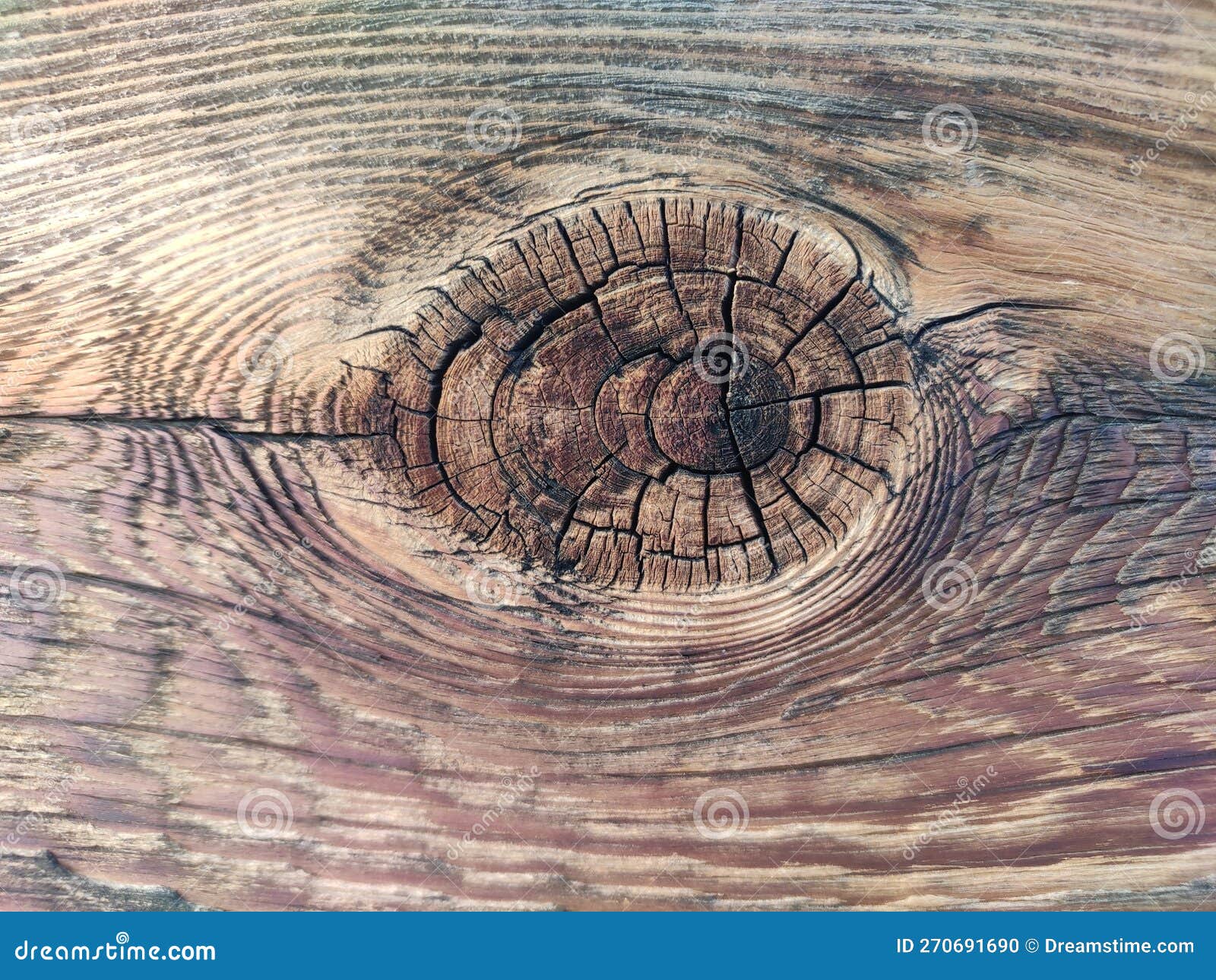 Timber Cross Section Wood Grain and Knots Stock Photo - Image of cross ... Timber Cross Section Wood Grain and Knots Stock Photo - Image of cross ...